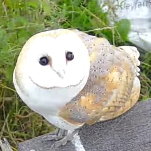 how I feel after giving smth back to someone instead of stealing ...