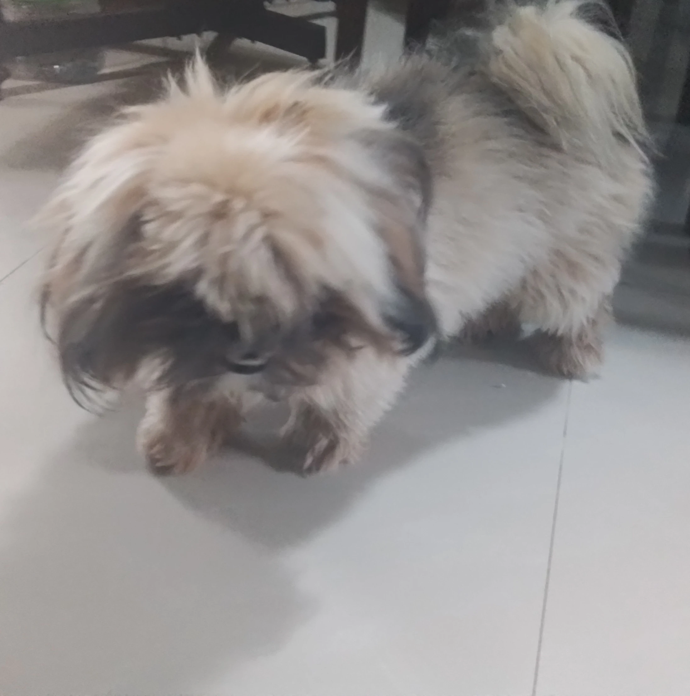 Dog | Fandom
