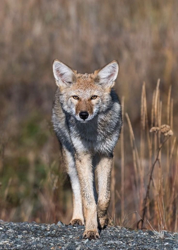 Favorite animal? | Fandom