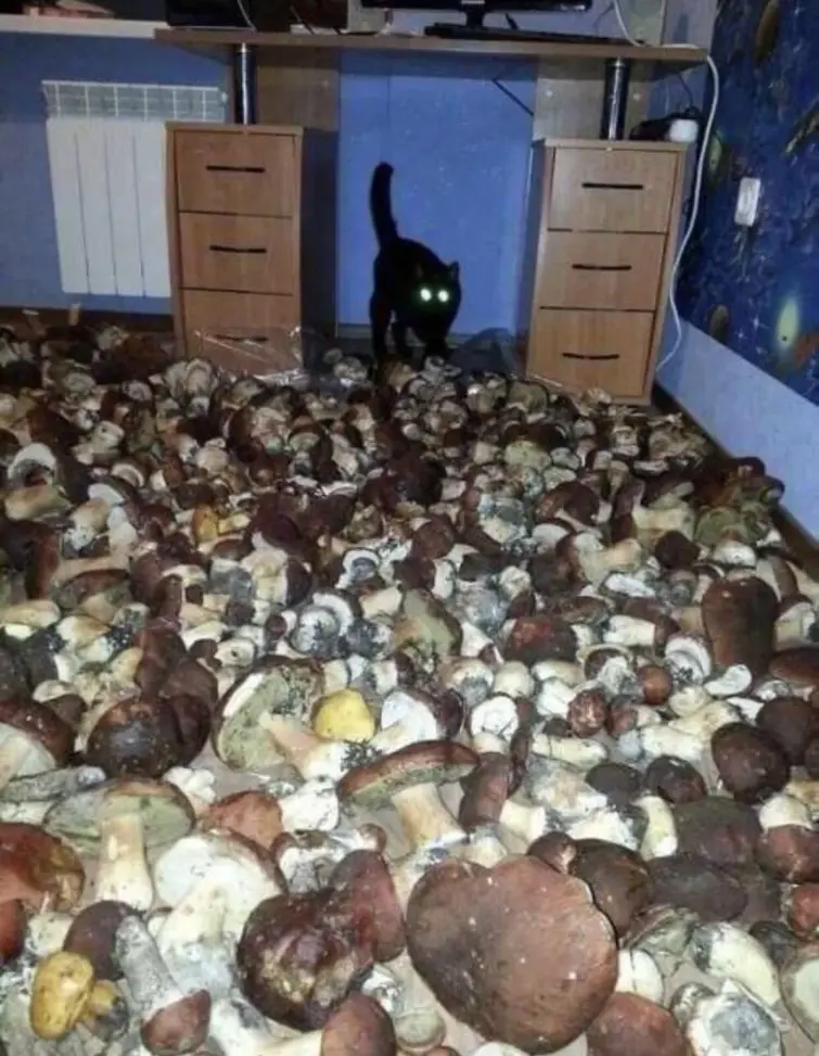 Discuss Everything About Cursed Images Inspiration Wiki | Fandom