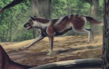 Which Caniform is your Favorite?? (First 7 Seed Play-In Matchup ...