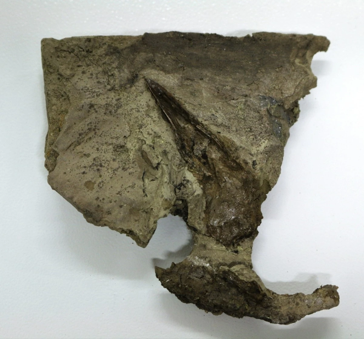 What is the earliest known falcon ? and the evolution of avian raptors ...