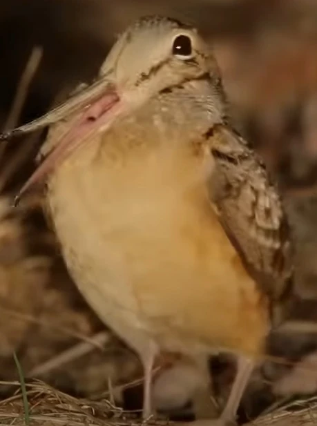 funni timberdoodle | Fandom