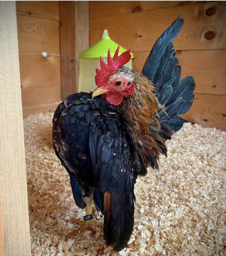 Petition for a Serama creature? | Fandom