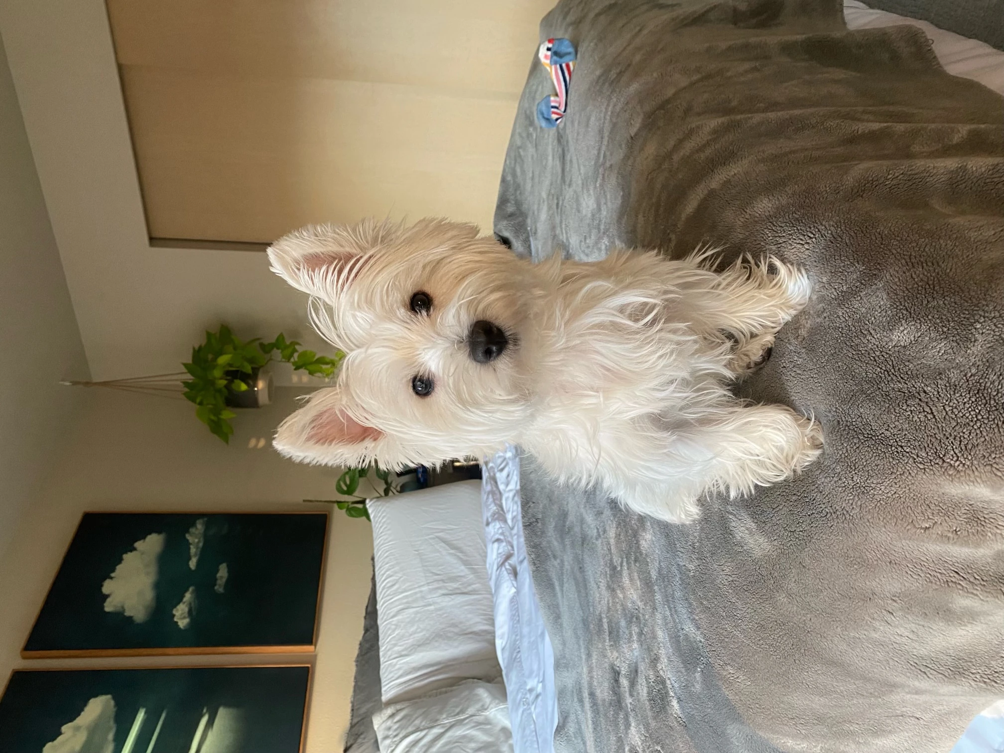 Here comes, THE BOIII | Fandom