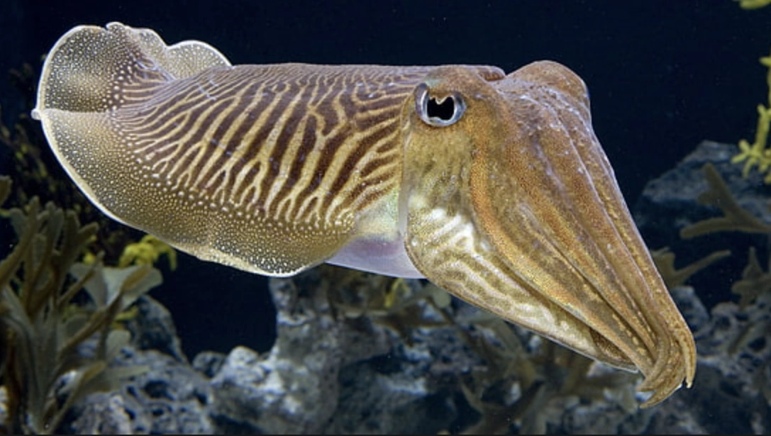 cuttlefish time :) | Fandom