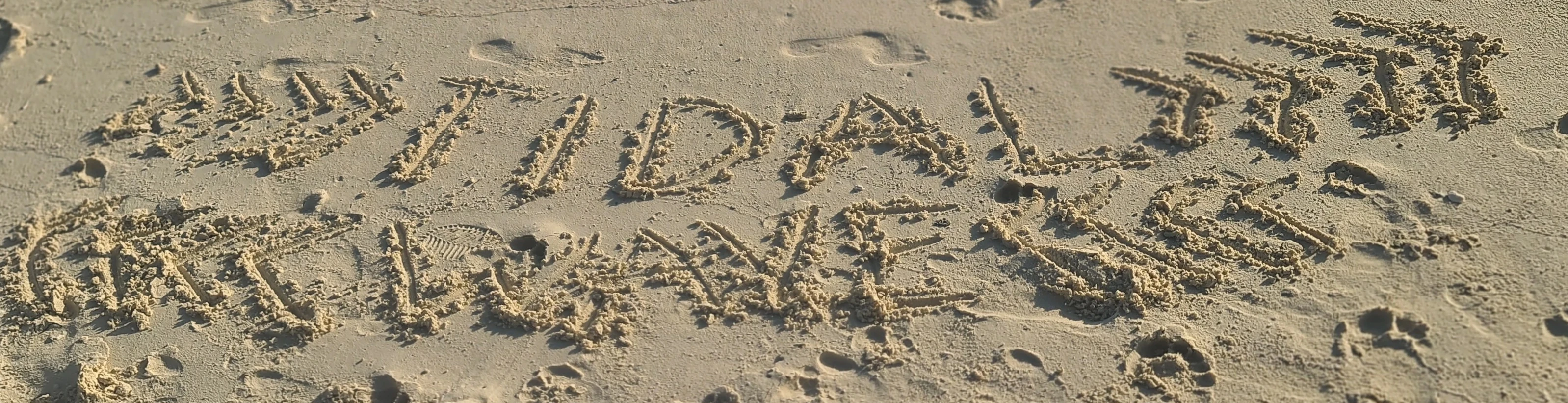Look what I found on the beach at my Resort | Fandom