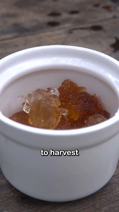 THIS IS SO TREE TPOT | Fandom