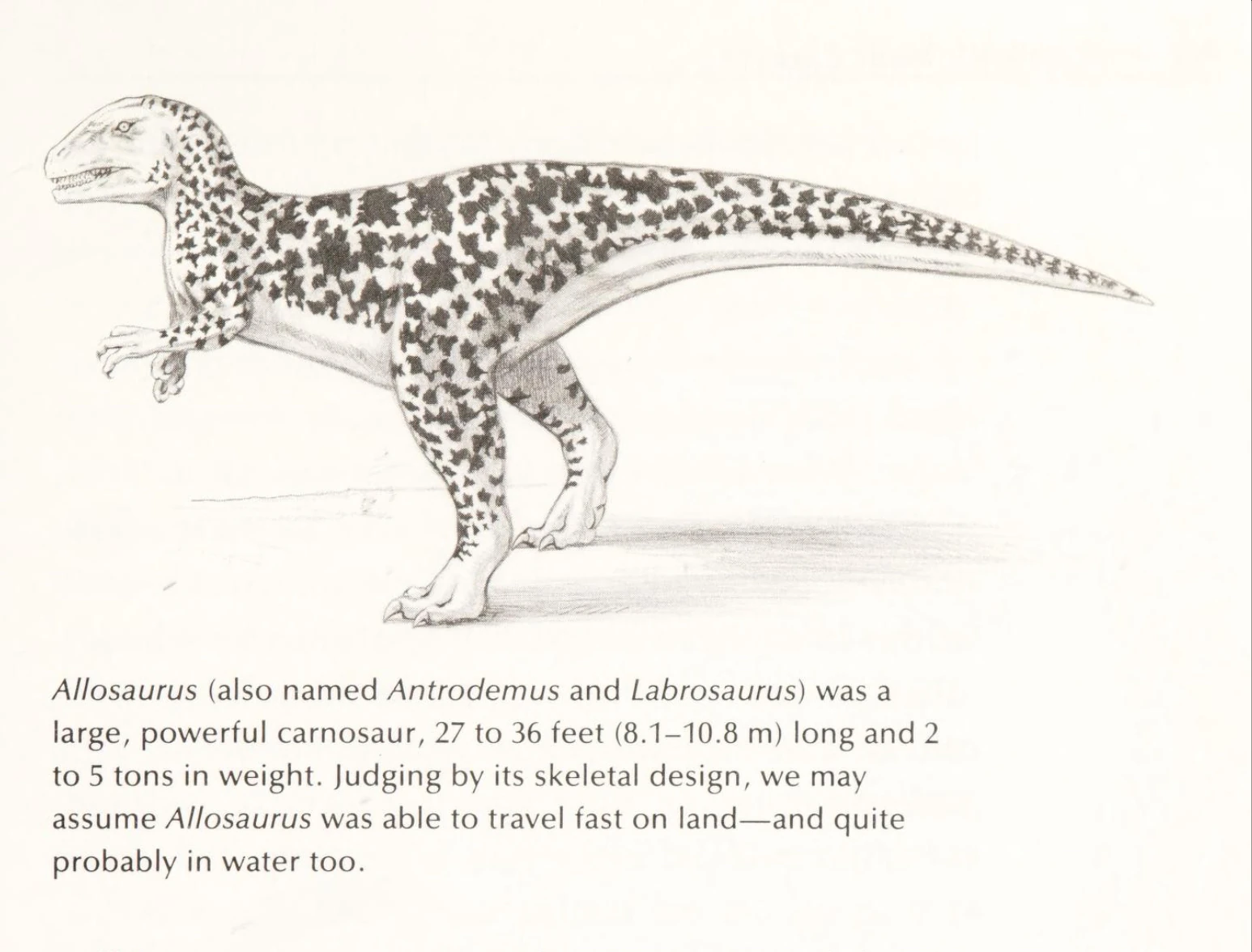 Vintage Dinosaur Art: Blotchy Allosaurus | Fandom