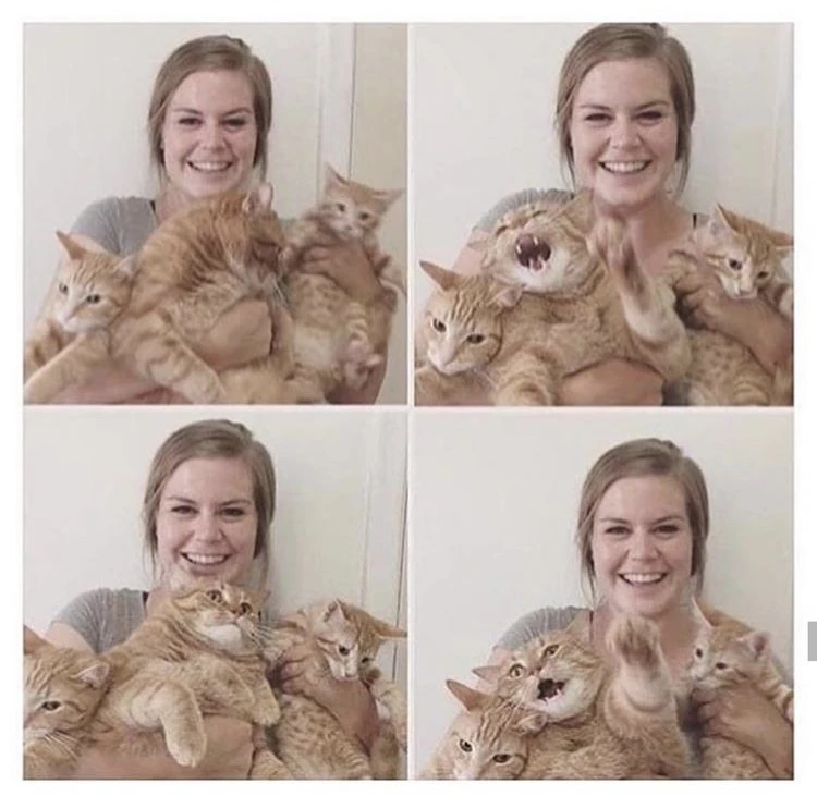 The 1st cat is unphased the 2nd cat craves violence the 3rd cat is ...