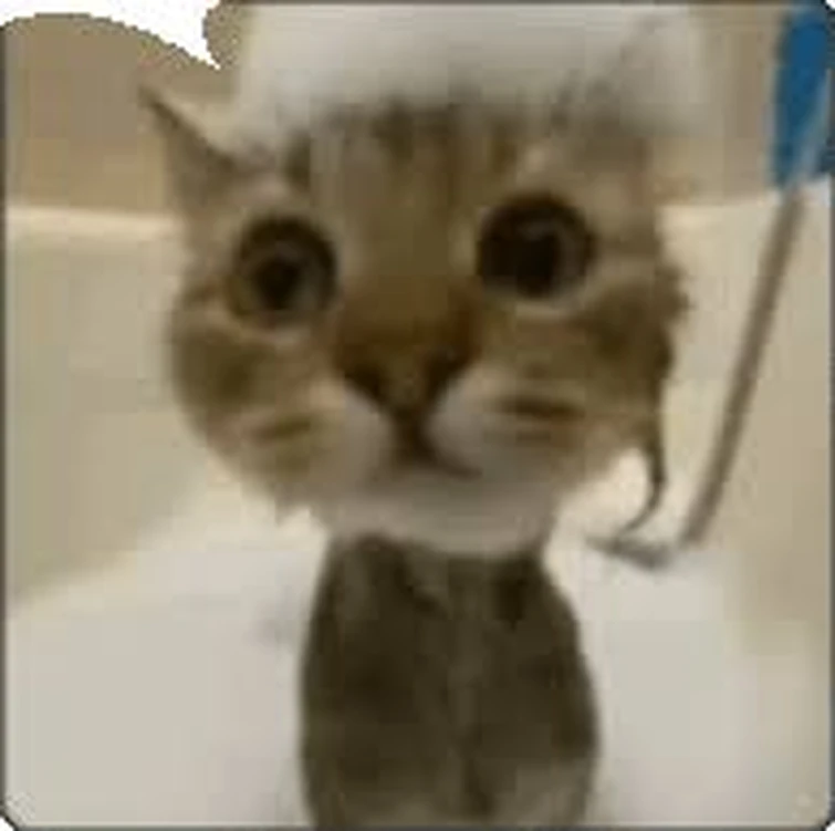 Daily Cat #28 | Fandom