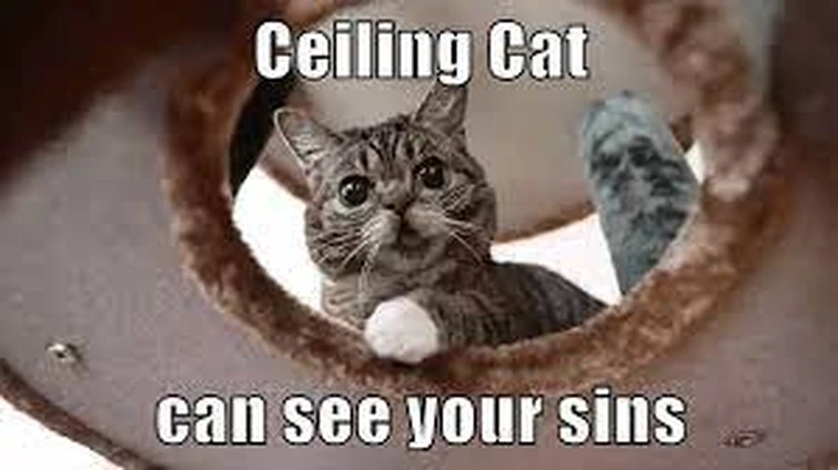 I’m trying so hard to ignore my cat right now | Fandom