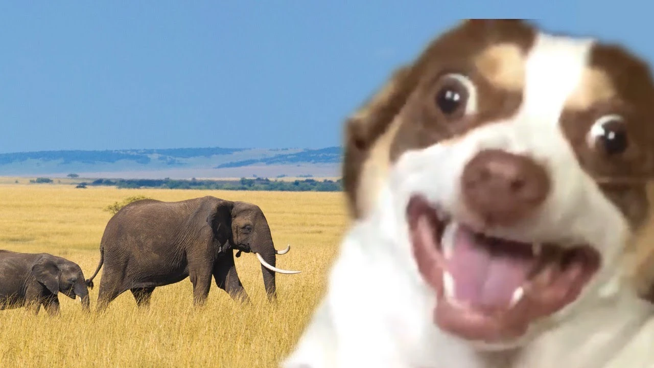 Mr. Bubz the dog | Fandom