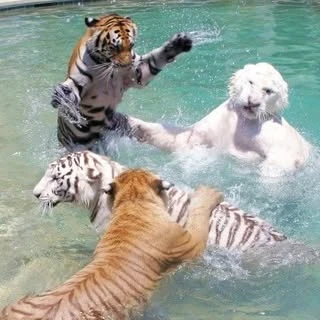 boyliife | 2hollis Wiki | Fandom