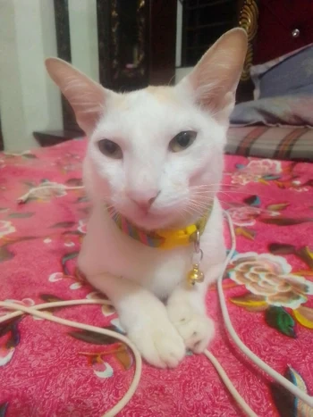 dripped out cat | Fandom