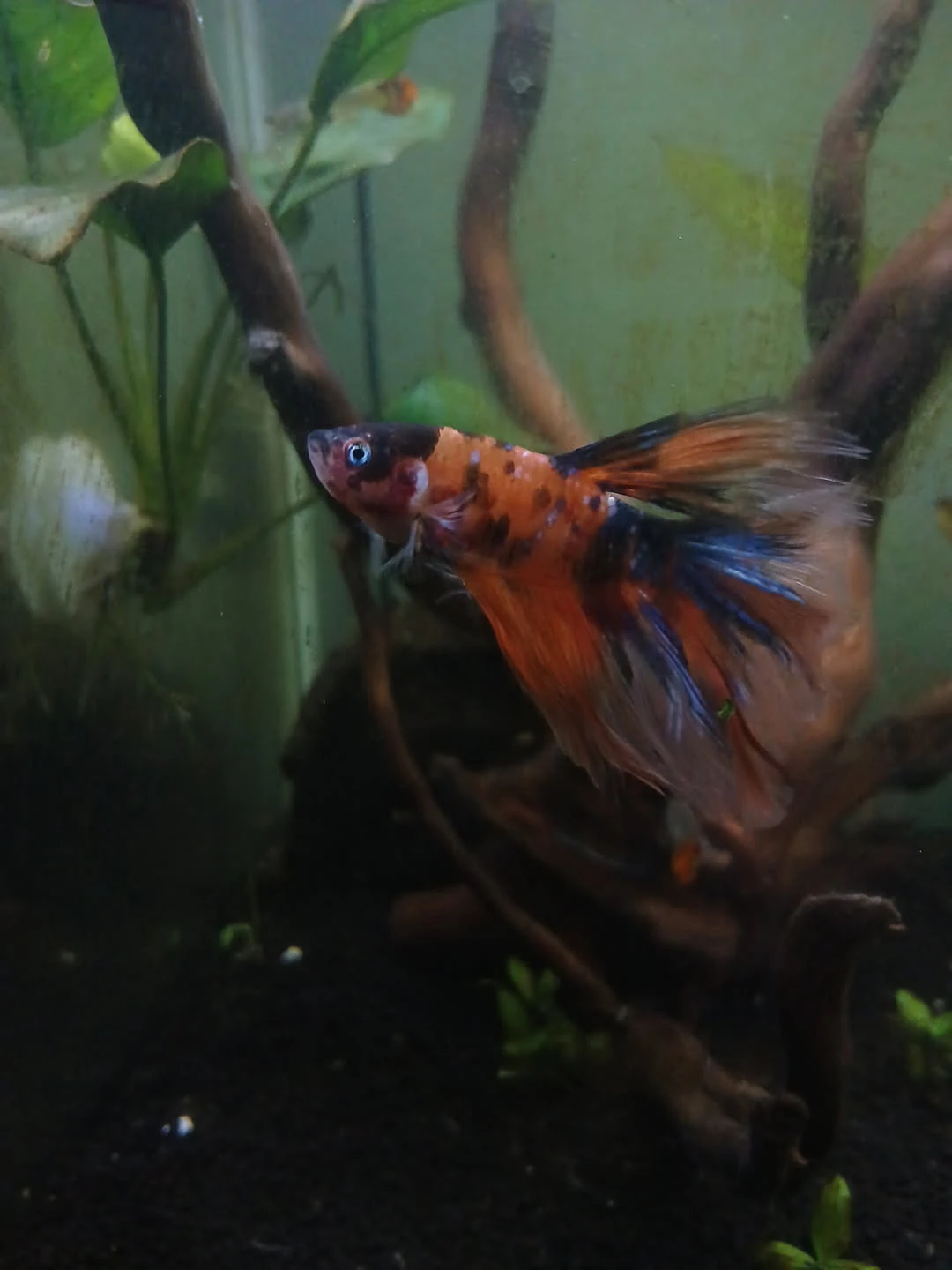 Meet Marble! | Fandom