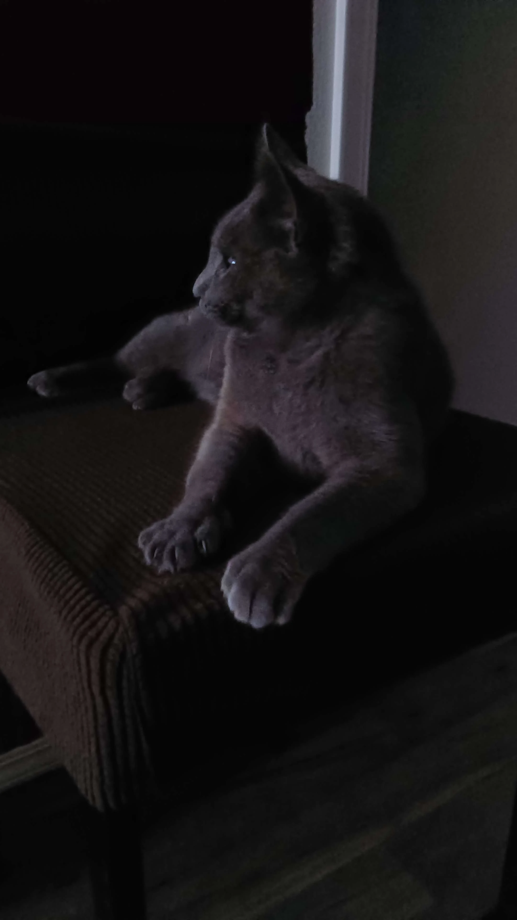 Daily Cat Image #793 | Fandom