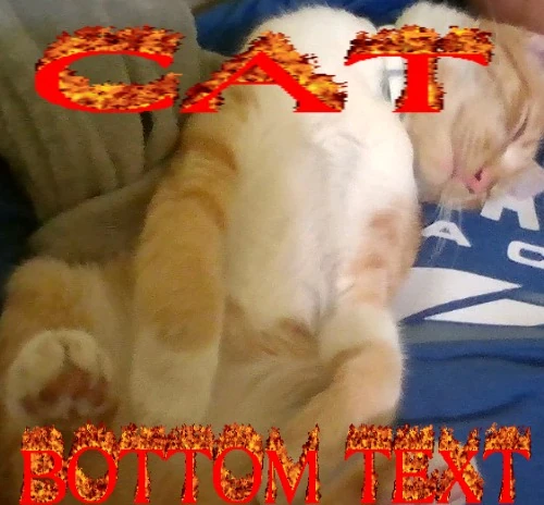 Send Pet photos here chat.. | Fandom