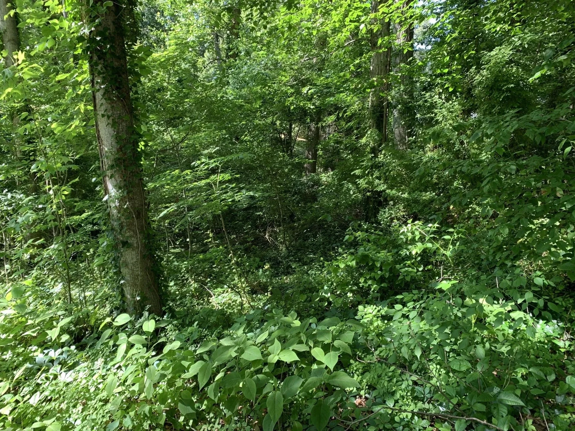 Undergrowth pictures | Fandom