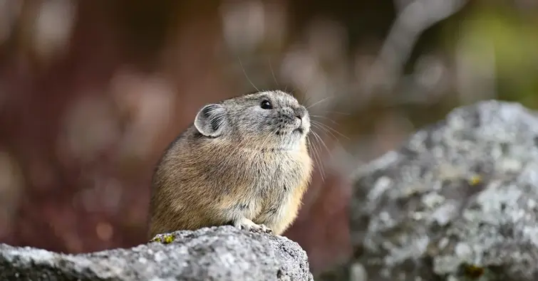 A pet rabbit named Daifuku appears in Wonderful Precure. So let me ...