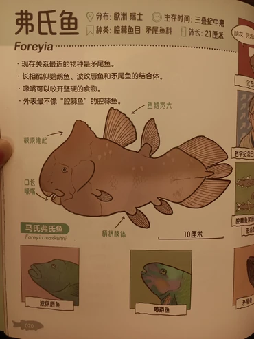 Which type of coelacanth are yalls faves? | Fandom