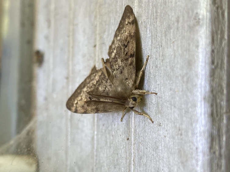 Moth.irl | Fandom
