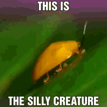 Silly creature | Fandom