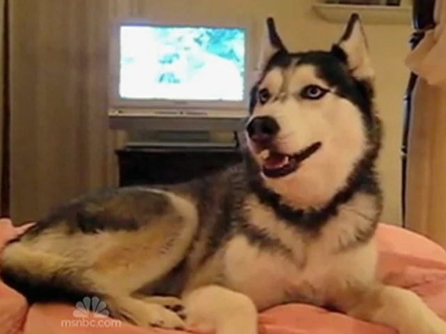 IRL Everest | Fandom