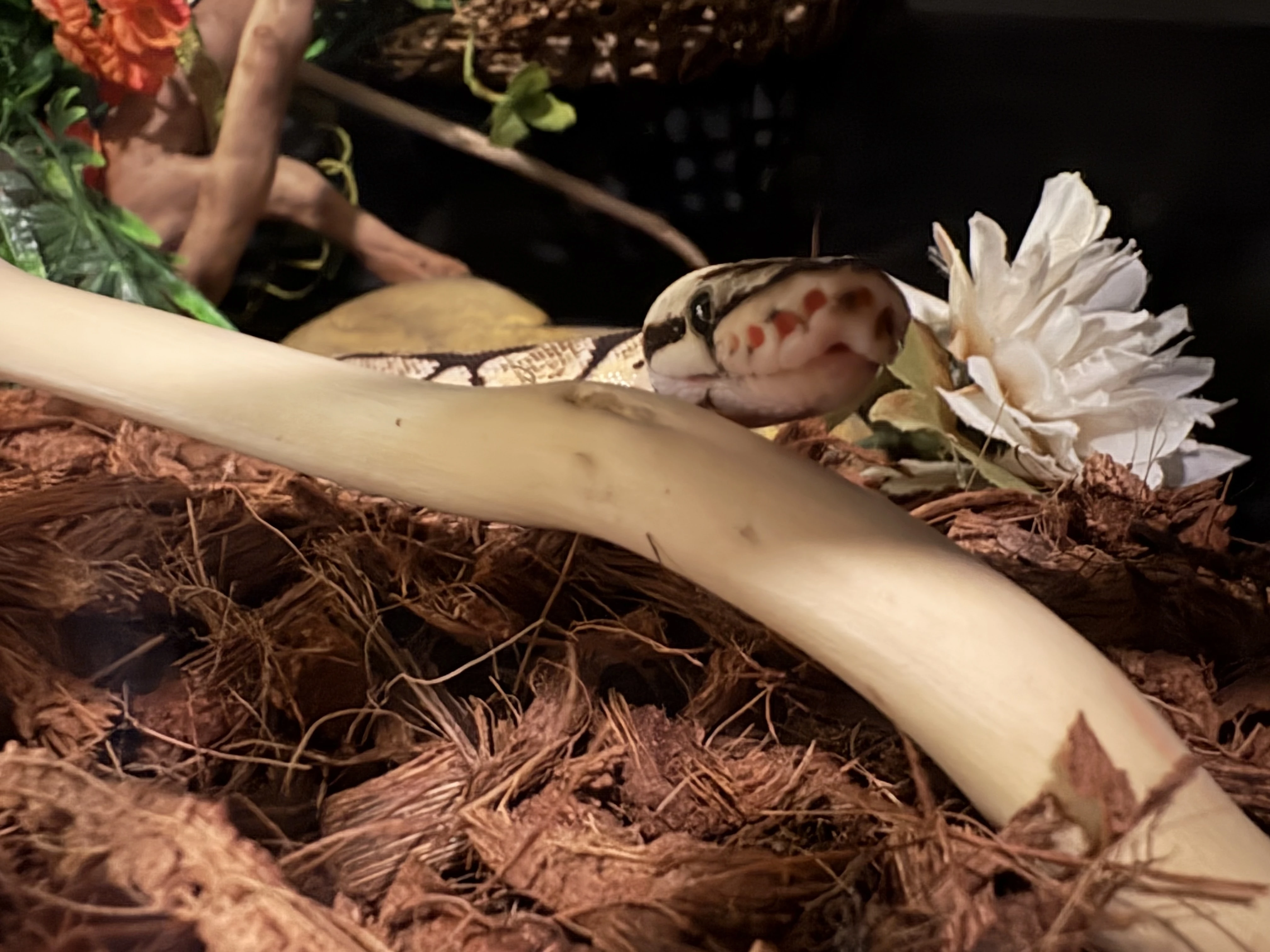 Bumblebee sighting 🐝 | Fandom