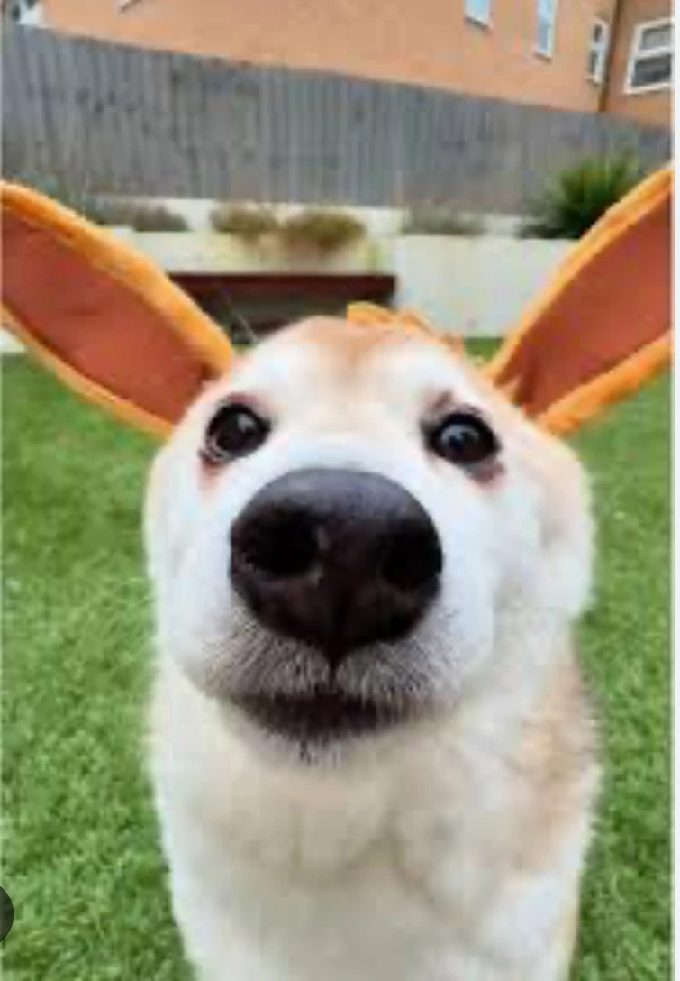 since not enough people have joined my pfp tournament I am opening the ...