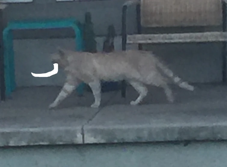 OMG IRL CREATURE SIGHTING REAL!!!!!1!1!1!1!!!1!1 | Fandom