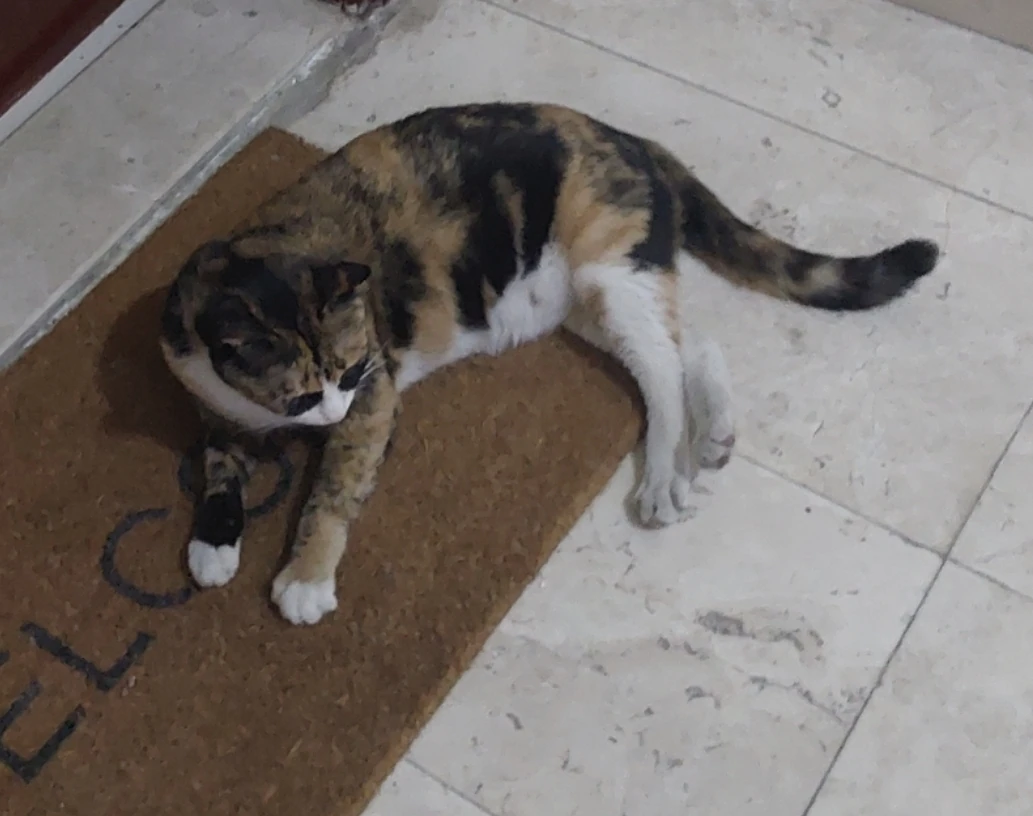KITTY | Fandom