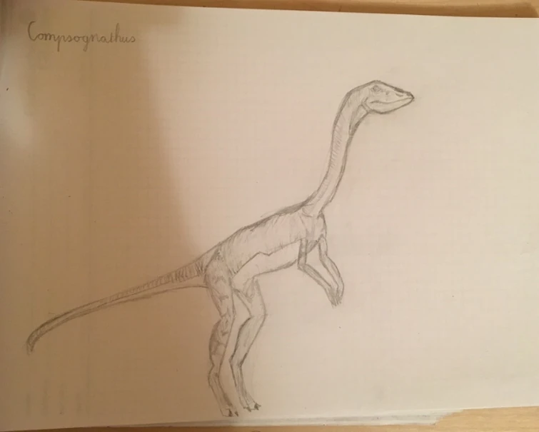 I drew this compsognathus | Fandom