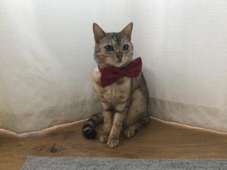 gimme eyebleach | Fandom