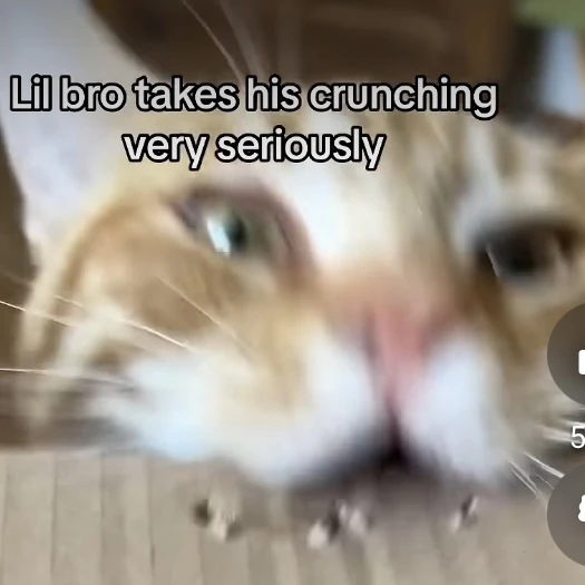 I wish I was a cat chomping on cardboard | Fandom