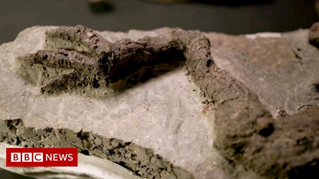 Mummified Thescelosaurus leg! | Fandom