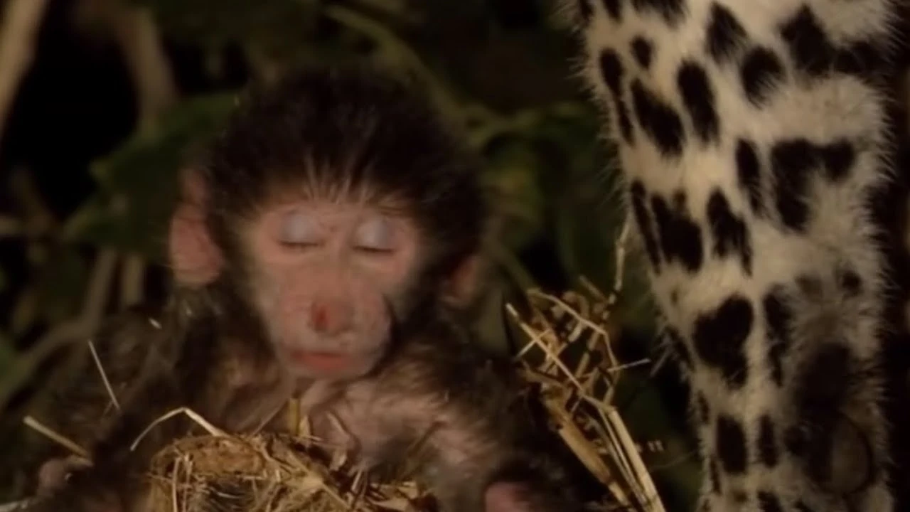 wallahi im finished | Fandom