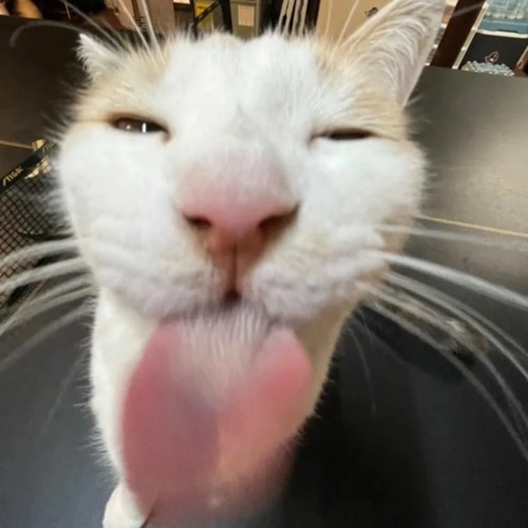 TWISTED SILLY CAT | Fandom