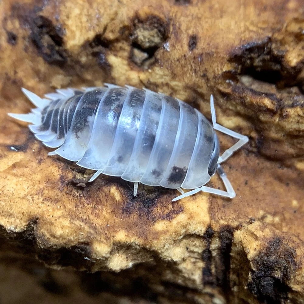 isopod !!!!!!!!!!!!!!!!!!!!! | Fandom