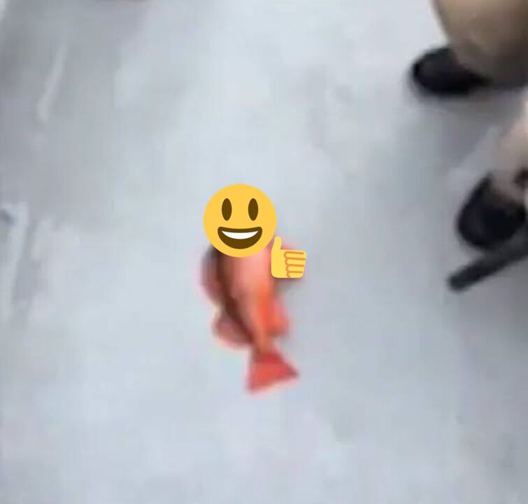 Goofy ahh fish | Fandom