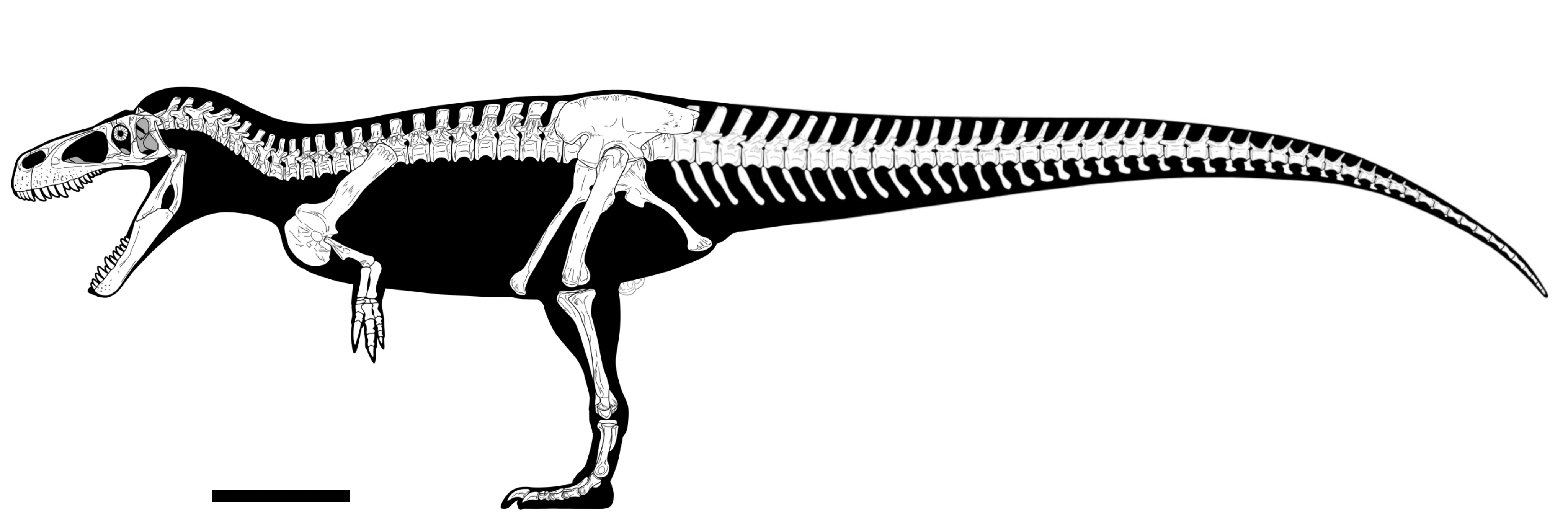 Torvosaurus sized Megalosaurus | Fandom