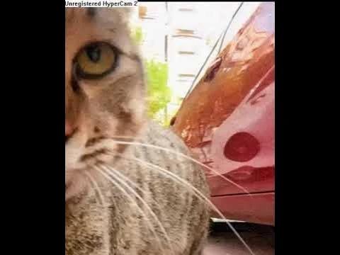 serious question | Fandom