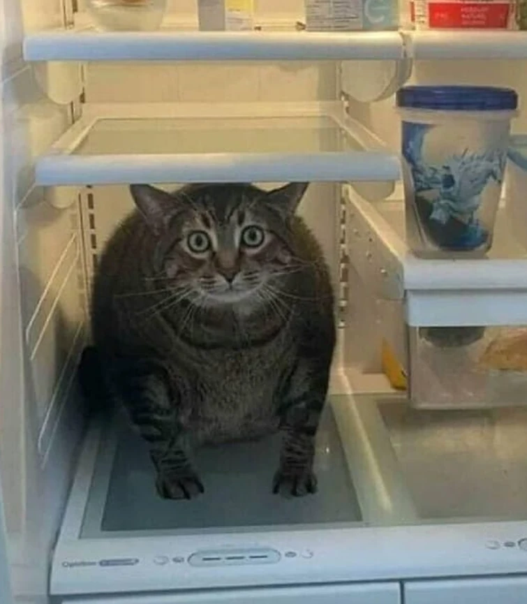 Send cat images | Fandom