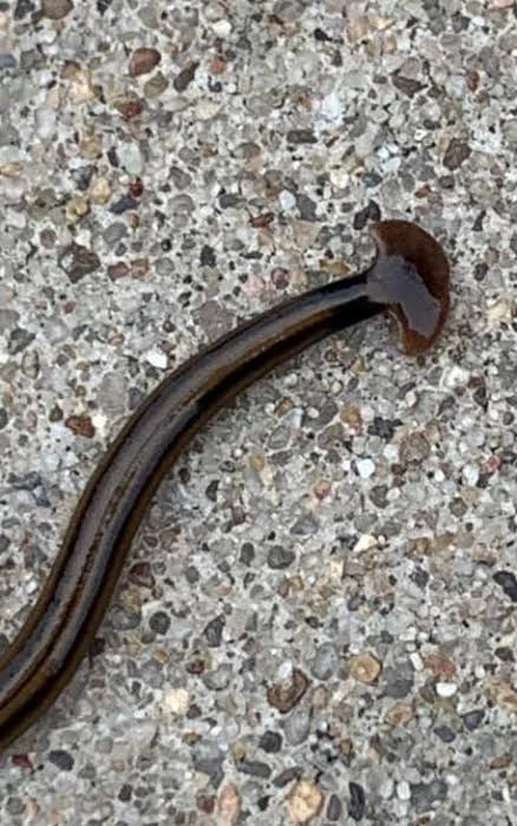 Immortal Worm has defeated Wendapede-Chan. | Fandom