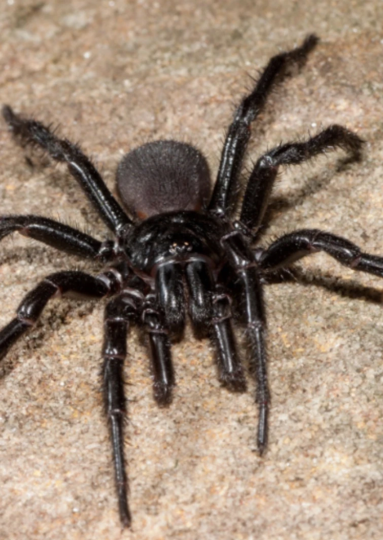 List of all Teeniepings | Fandom