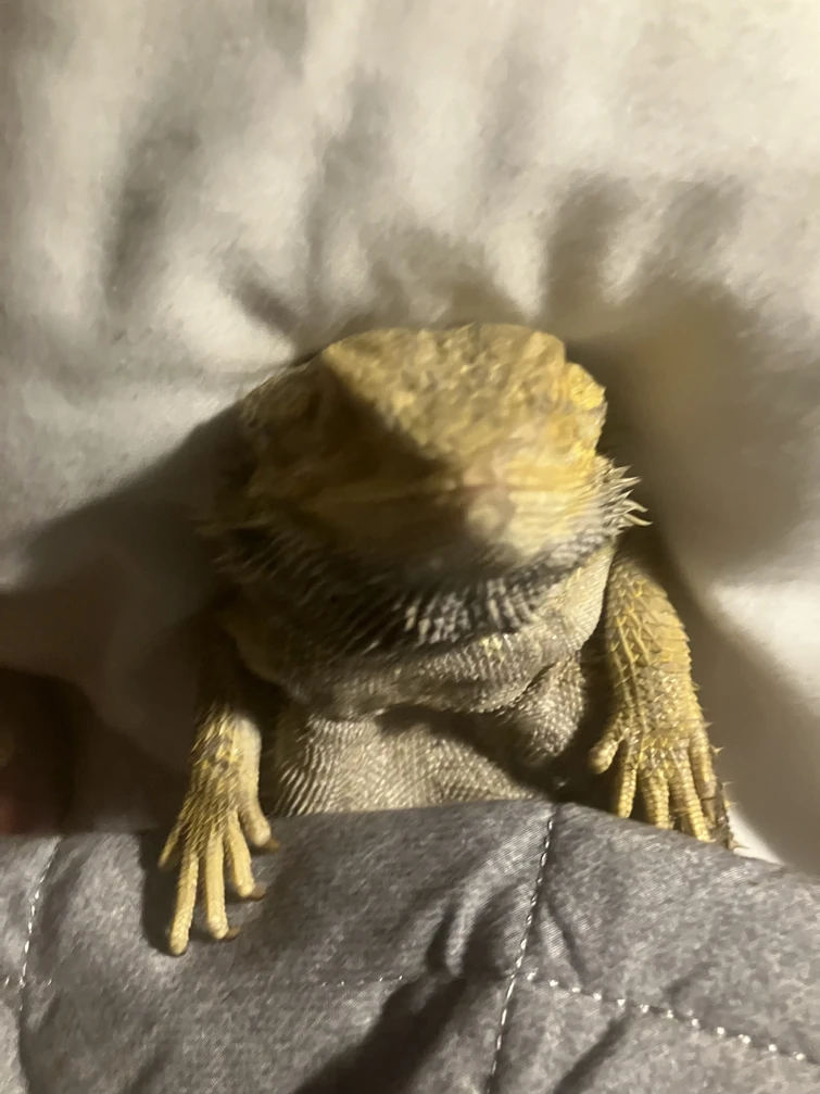 making crops pets in alphabetical order - number 6??? | Fandom