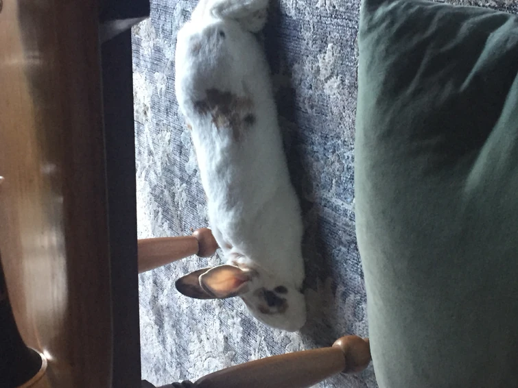 Show me pics of your pets IRL | Fandom