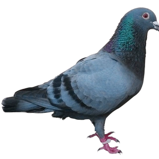 pigeon. | Fandom