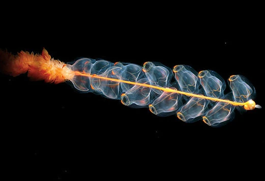 siphonophore!!!!! | Fandom