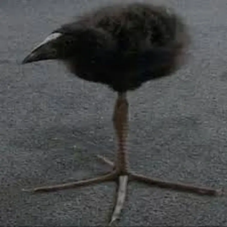 Who has the flightless birds meme stuck in their head..? | Fandom